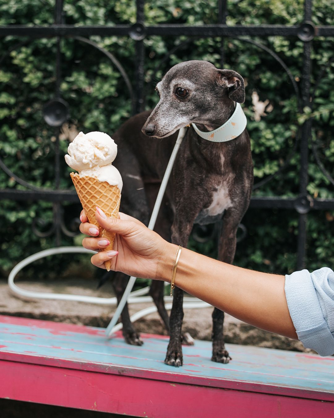 Pet accessories - dog collars- dog harness - Milly & Me Pet Wear